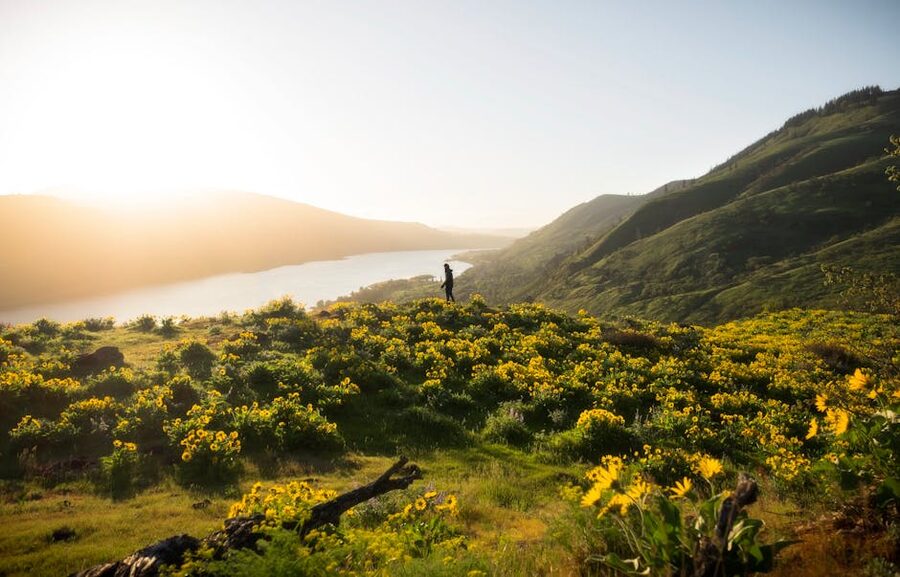 Wildflowers in Mosier Oregon Columbia Gorge