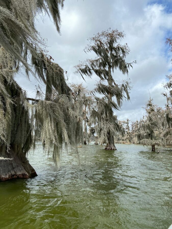Moss covered cypress trees in a swamp under an overcast sky