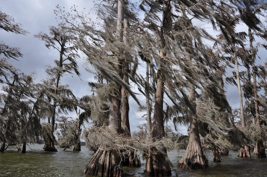 Cypress trees draped with moss in a bayou near Lafayette Louisiana