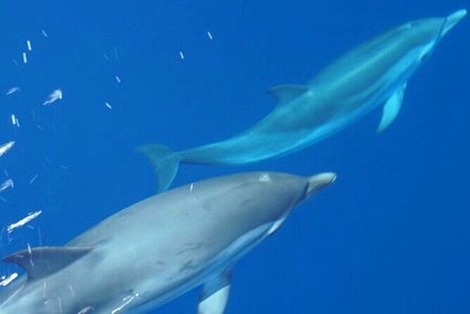 Mount Athos Sightseeing Luxury Cruise with Glassbottom - Practical Details and Tips