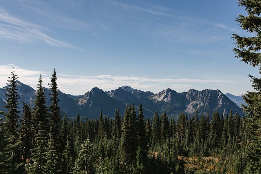 Mount Rainier National Park evergreen forest with blue sky