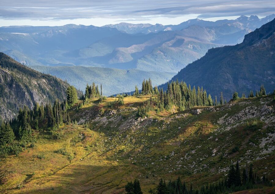 Paradise meadows at Mount Rainier National Park