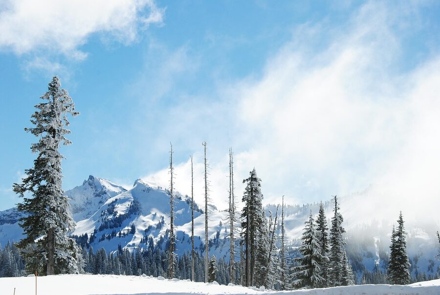 Mount Rainier snowy peaks with evergreen trees