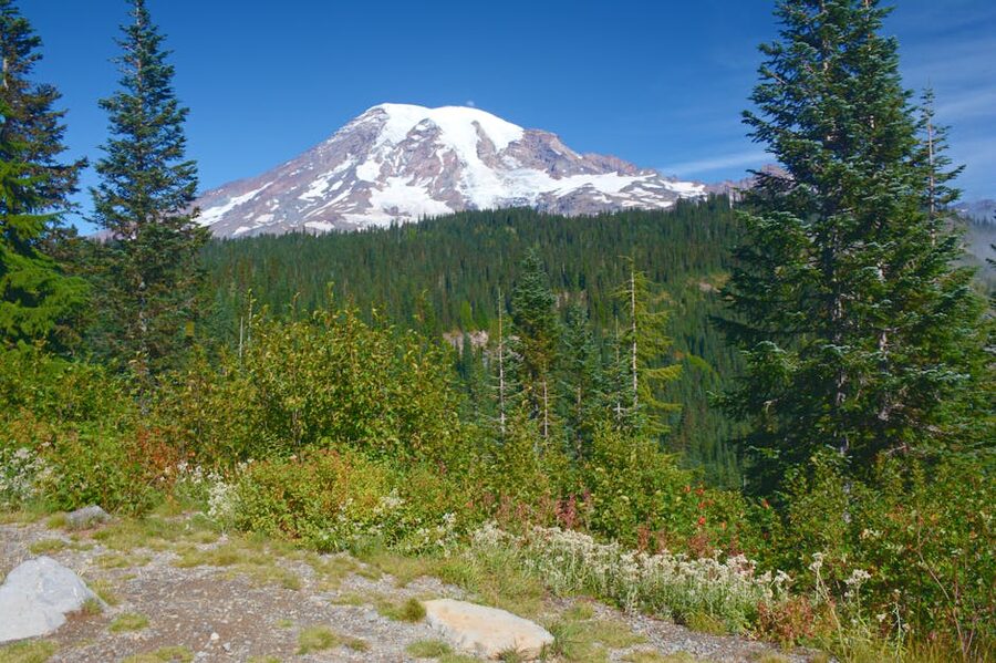 Mount Rainier with lush summer green foreground