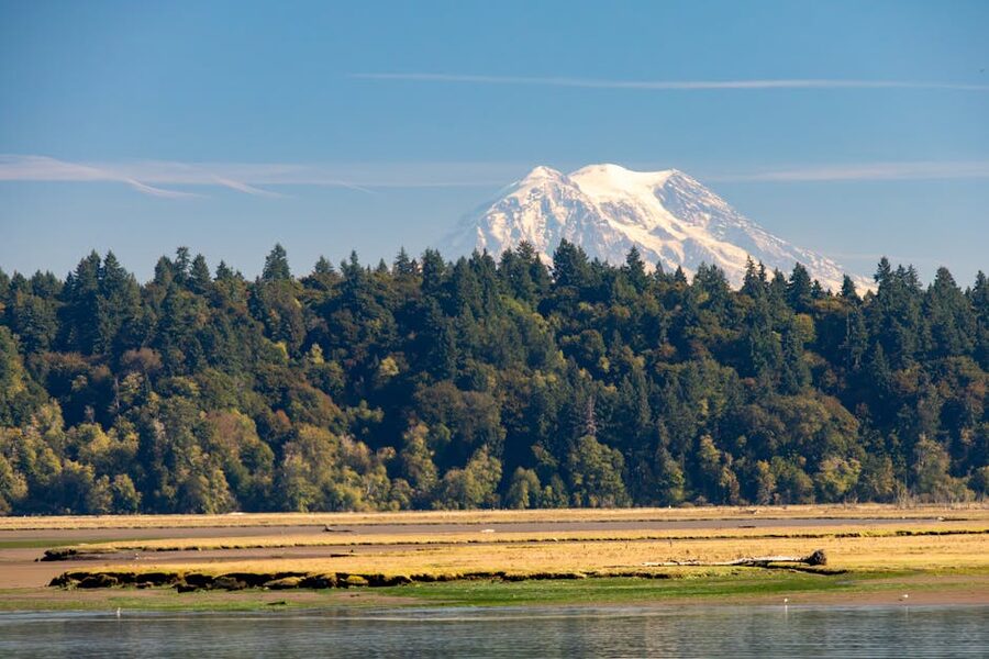 Mount Rainier in Washington with dense forest