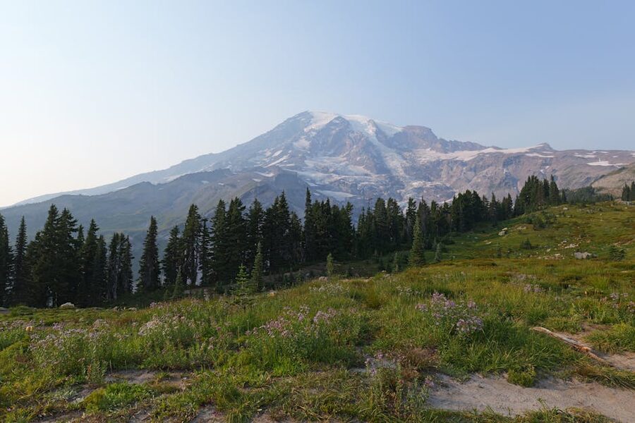 Mount Rainier summer wildflowers with evergreens
