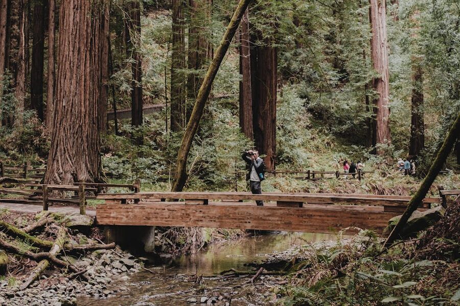 Photographer on footbridge amidst towering Muir Woods redwoods