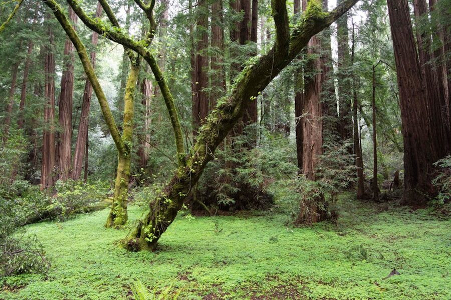 Moss-covered redwoods in Muir Woods National Monument California