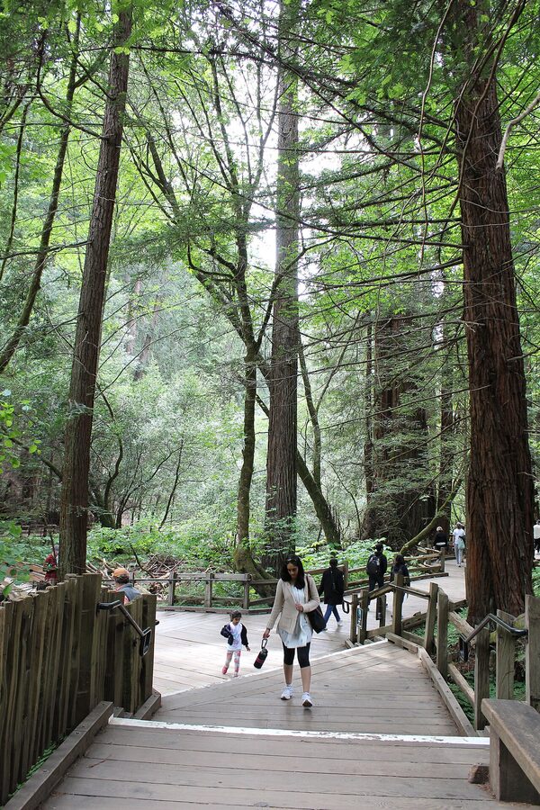 Muir Woods National Monument fern understory and redwood canopy