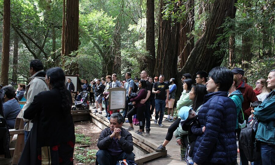 Muir Woods National Monument redwood grove interior