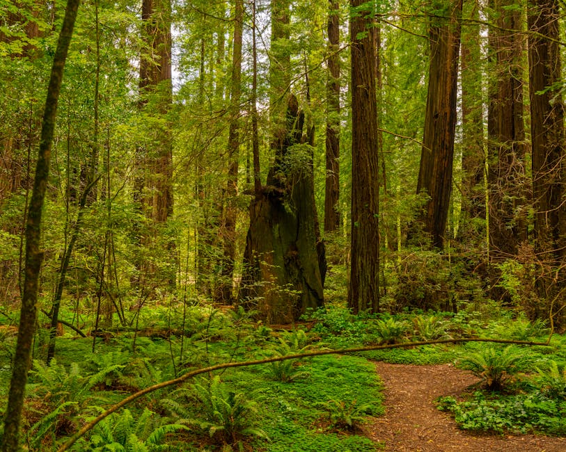 Path winding through lush green redwood forest at Muir Woods