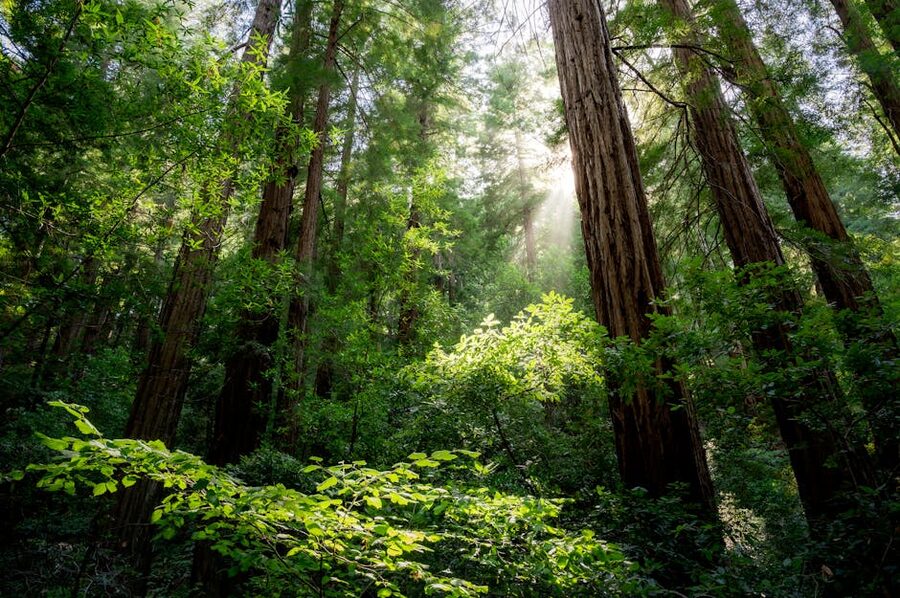 Sunlight filtering through tall redwood trees in Muir Woods canopy