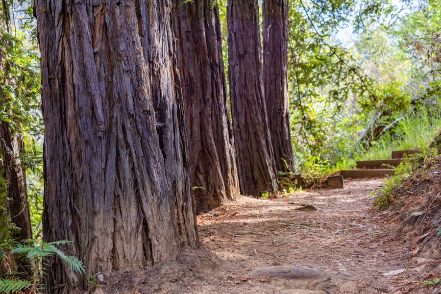 Dirt trail winding through sunlit Muir Woods redwoods