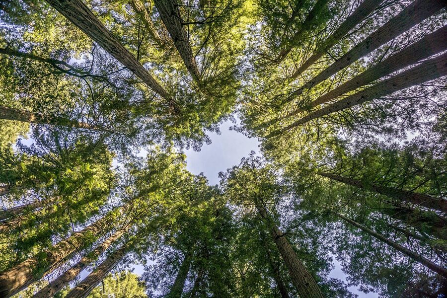 Redwood trees at Muir Woods Marin County