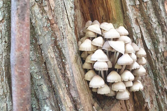MUSHROOM FORAGING TOUR in sLOVEnia - The True Value of This Tour