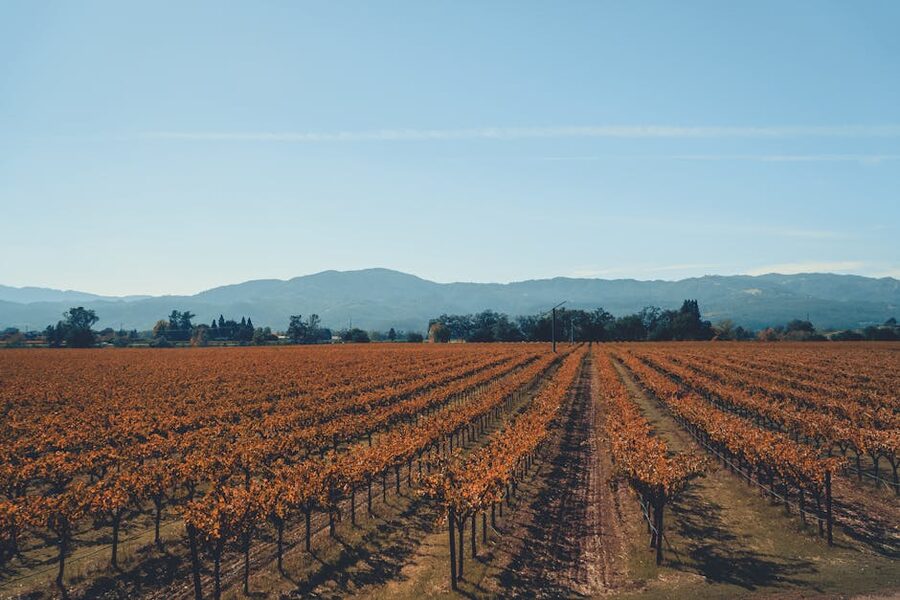 Napa Valley autumn vineyards with fall colors