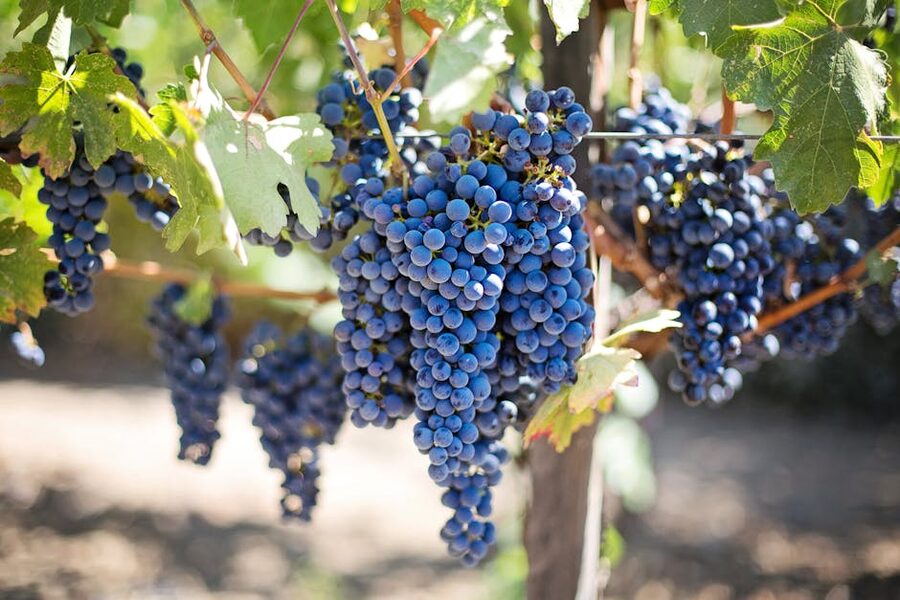 Purple wine grapes on the vine in Napa Valley