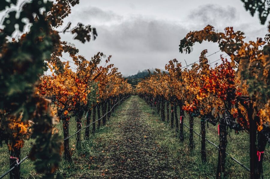 Vineyard path in Napa Valley in autumn