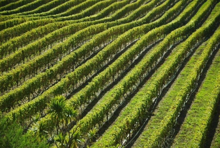 Naples: Mount Vesuvius Vineyard Tour w/ Lunch & Wine Tasting - Who Will Love This Tour?