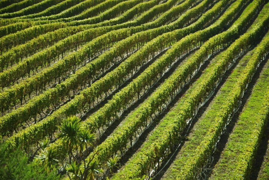 Naples: Mount Vesuvius Vineyard Tour w/ Lunch & Wine Tasting - Who Will Love This Tour?