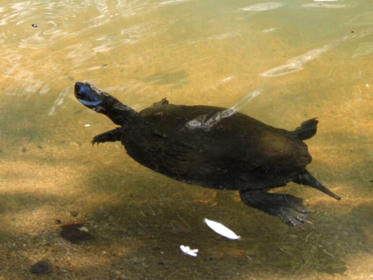 Naxos: A Riverbank Adventure (Kinidaros - Eggares villages) - A Deep Dive into the Naxos Riverbank Experience