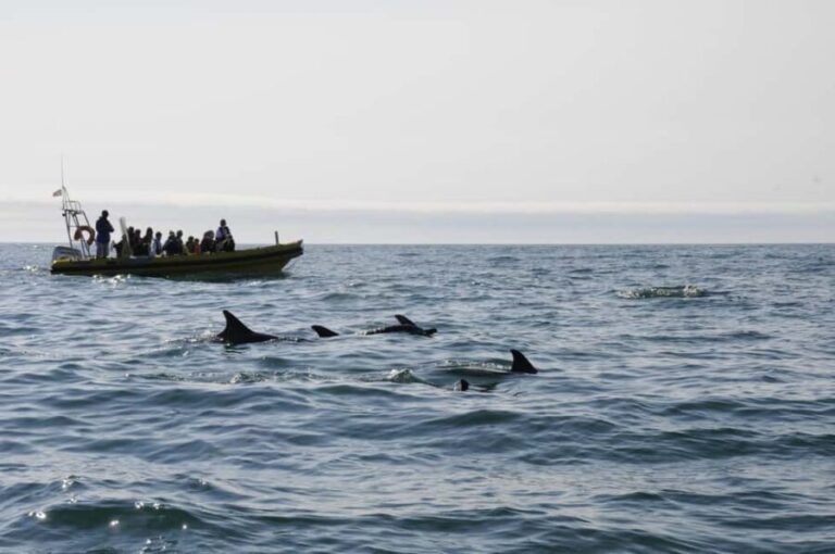 Nazaré: Dolphin Safari - The Experience in Action