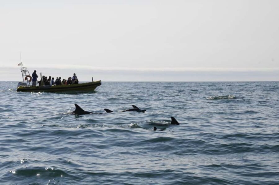 Nazaré: Dolphin Safari - The Experience in Action