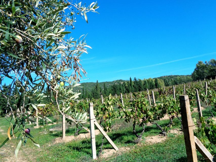 Near Cagliari: The World of Natural Wine at "In Our Garden" - The Value of the Experience