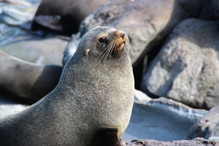A New Zealand fur seal on rocks