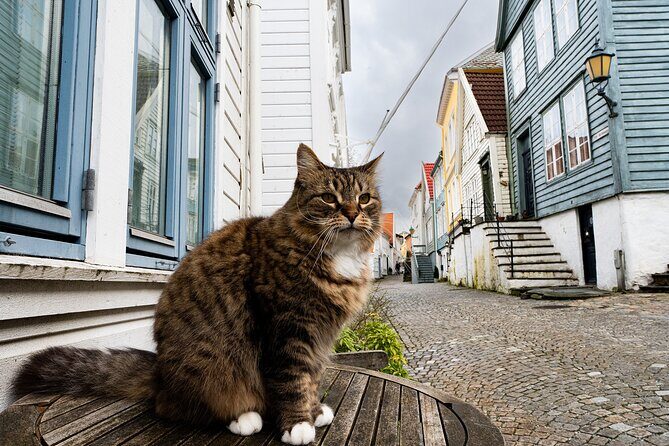 Nordnes: The Hidden Gem of Bergen Walking Tour - Why This Tour is Worth Considering