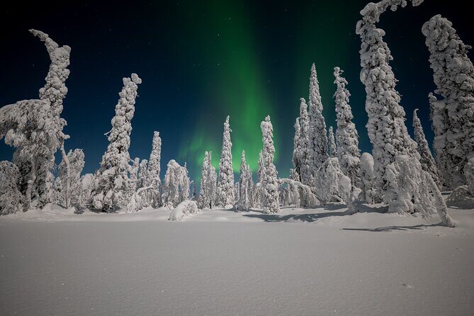 Northern Lights Hunting Expedition in Ranua, Lapland - The Value of the Experience and Pricing