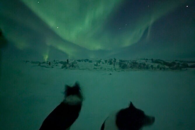 Northern Lights Minibus Chase Max 16 Person In Group - The Sum Up