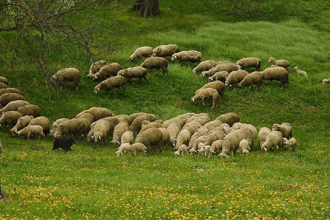 Northern Serbia: Sremski Karlovci, Petrovaradin Fort & Novi Sad - Who Will Love This Tour?