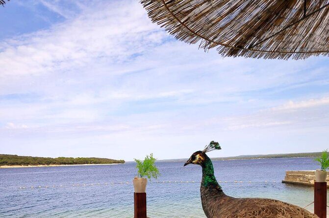 NP Brijuni Island Swimming & Dolphin Watching Sunset Cruise - Practical Details & What to Know