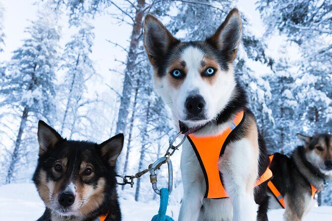 Nulkki Husky Adventure - What Makes This Tour Stand Out