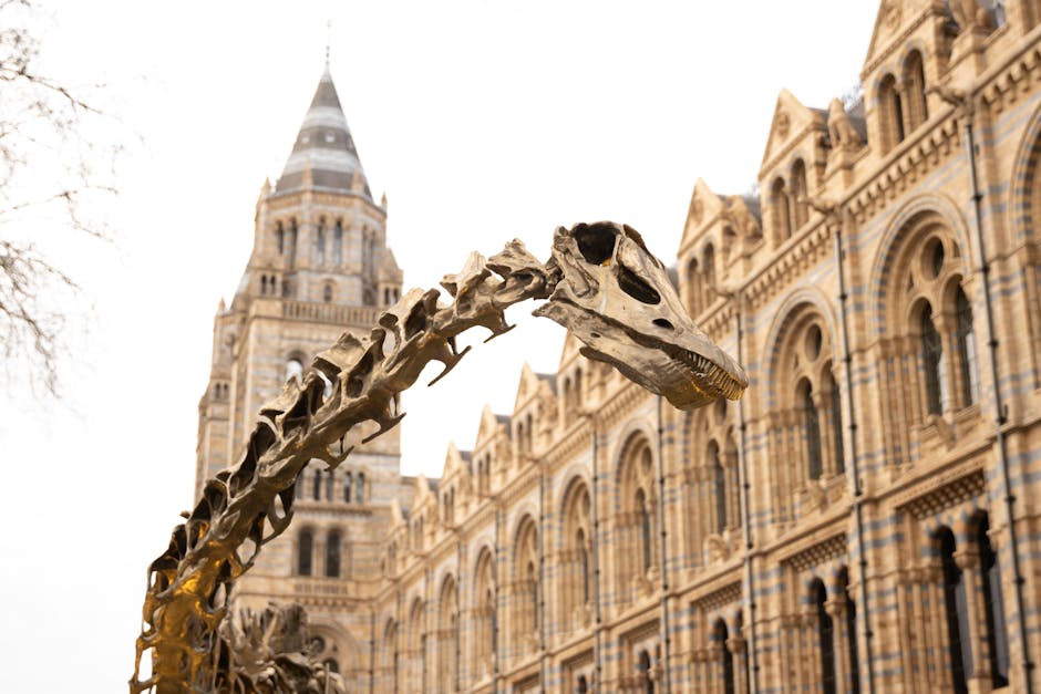 Dinosaur skeleton outdoor display