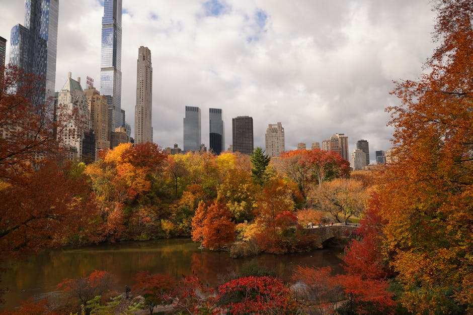 Tree-lined path in Central Park