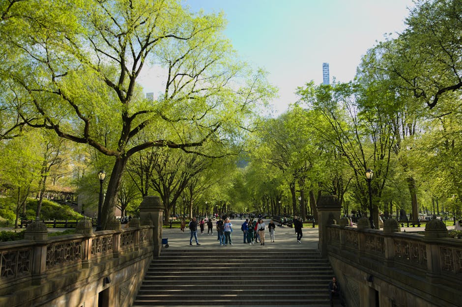 Wide green view of Central Park