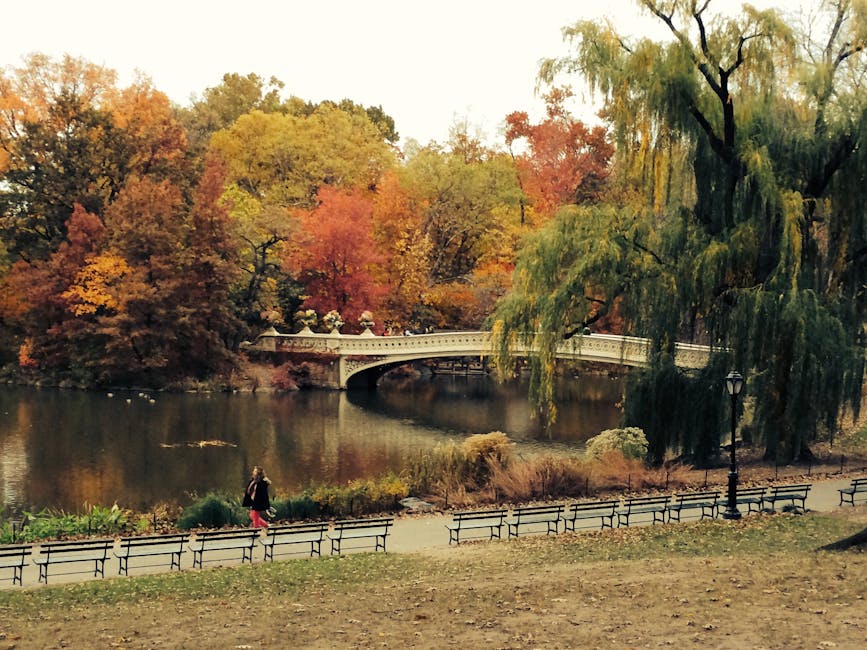 Winter scene with snow in a New York park