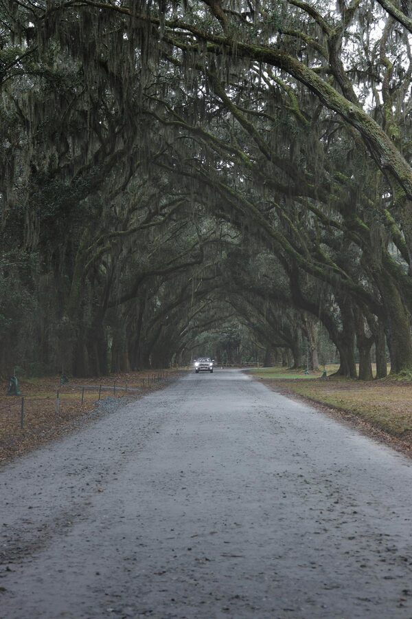 Scenic drive through oak lined road with Spanish moss canopy