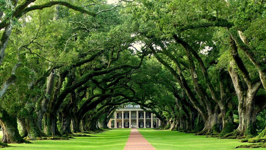 Historic path lined with oak trees through a plantation park in Louisiana