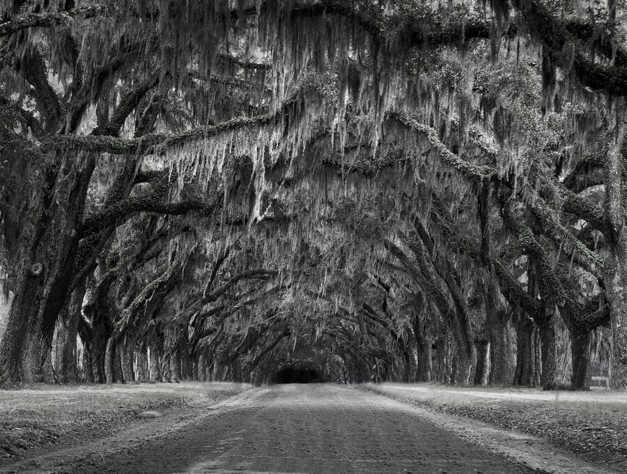Monochrome haunting pathway lined with oak trees and Spanish moss