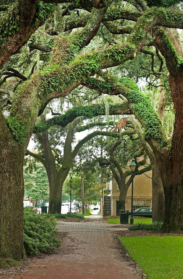 Live oaks lined with Spanish moss forming a natural canopy