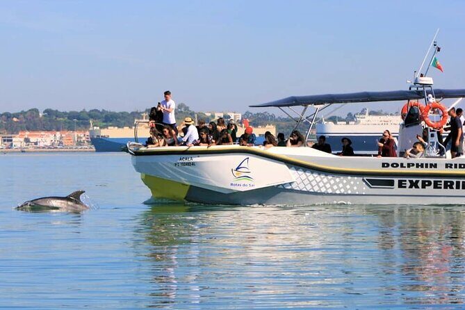 Observation of Dolphins in Setúbal - The Sum Up