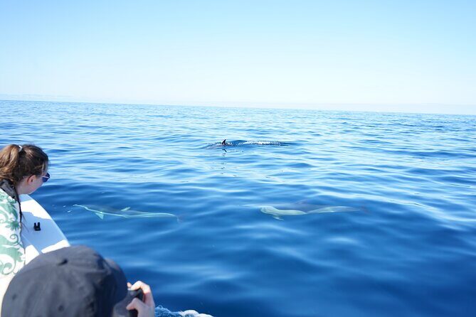 Observing Dolphins in Faro - The Practical Details