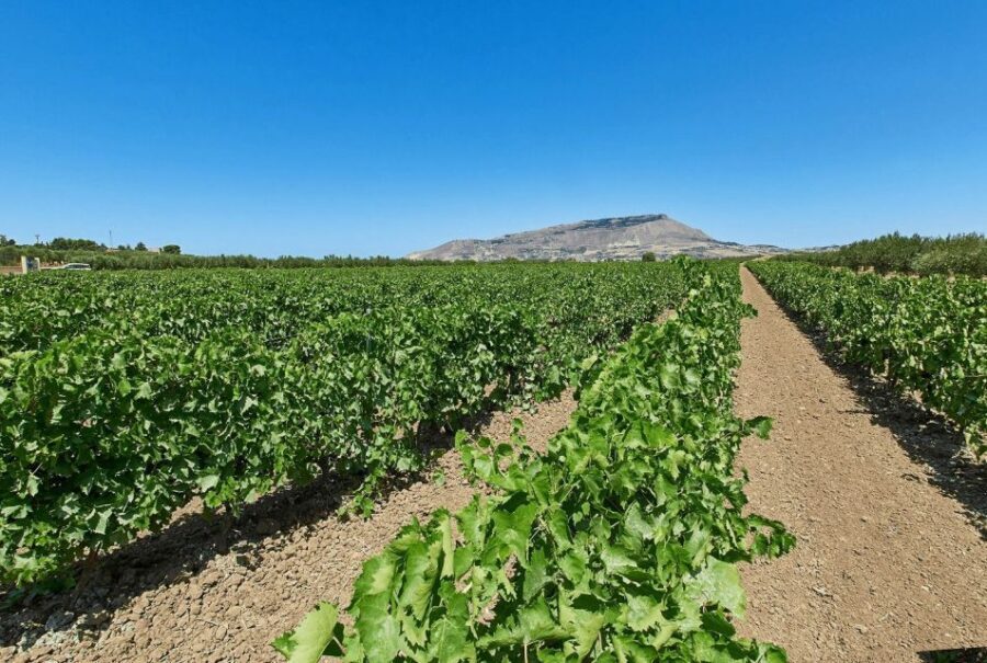 Oil & Wine Tasting - The Experience: A Deep Dive into Sicily’s Flavors