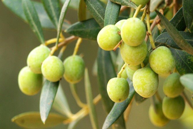 Oleotourism and olive oil tasting in Seville - Private tour - An In-Depth Look at the Experience