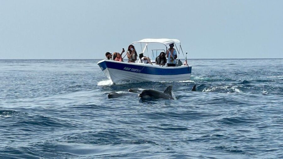 Olhão- Safari Watching Dolphins and other species - Who Will Love This Tour?