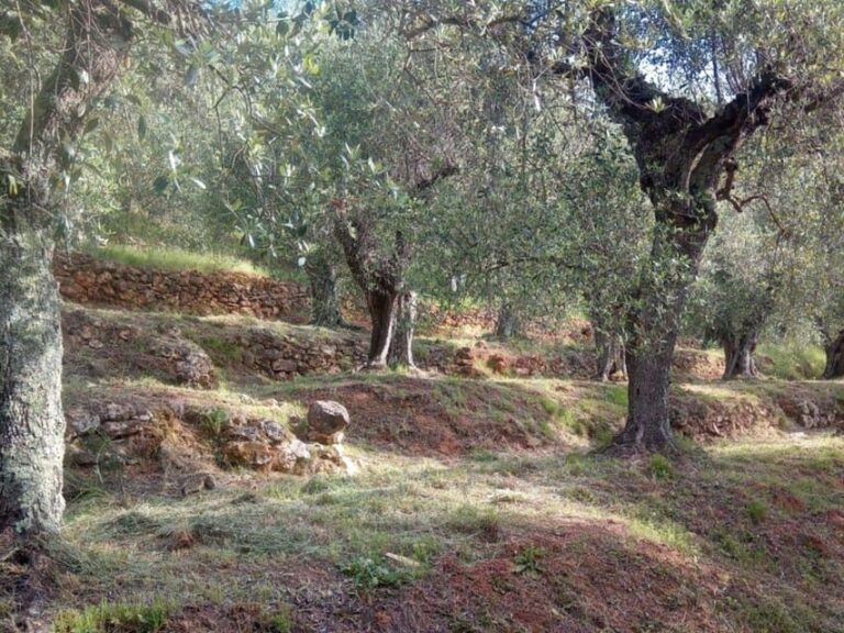 Olive Mill Tour with Oil and Food Tastings near Pisa - What You Can Expect from the Tour