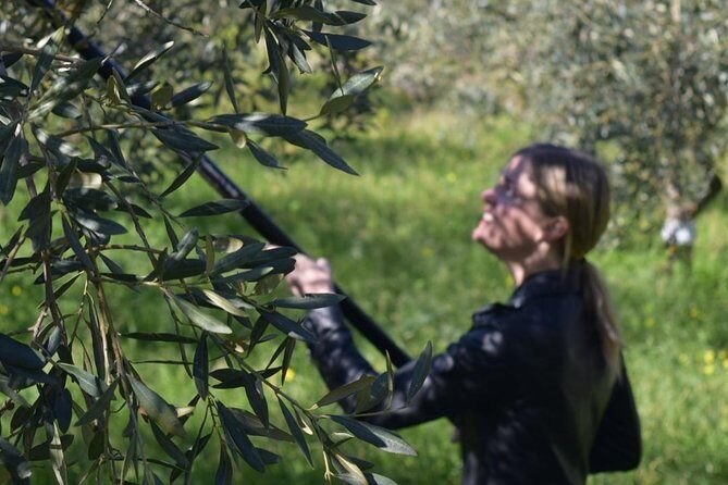 Olive Oil Experience - An in-depth look at the Olive Oil Experience in Sicily
